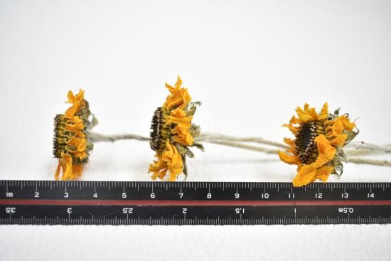 ヒマワリサンリッチオレンジ A - ドライフラワーショップ FlowerDeco ヒマワリサンリッチオレンジ A - ドライフラワーショップ FlowerDeco