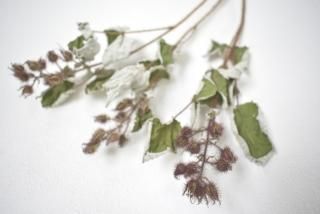 希少品 - ドライフラワーショップ FlowerDeco 希少品 - ドライフラワーショップ FlowerDeco